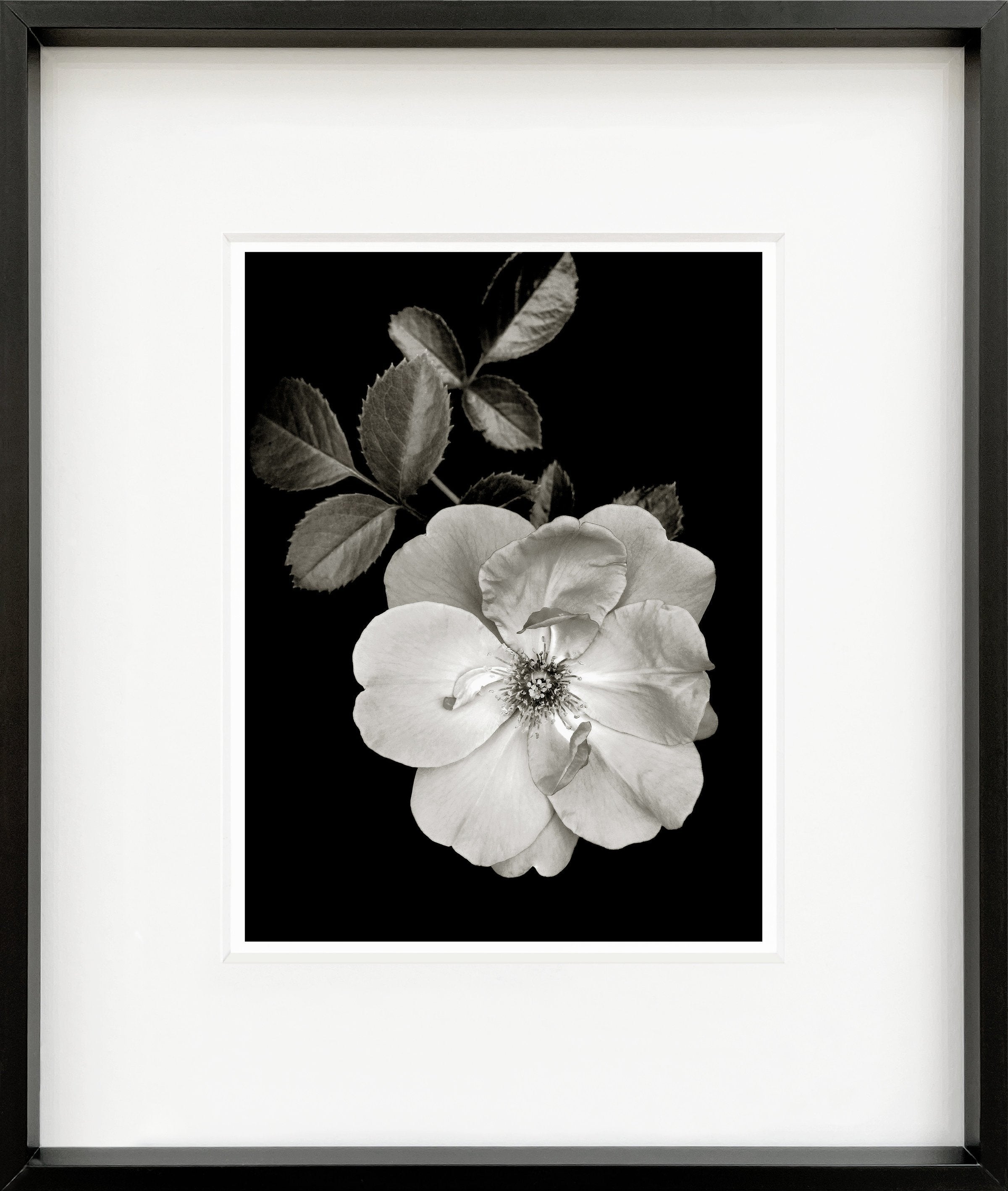 Framed Mini Print Collection – PERMANENT PRESS EDITIONS