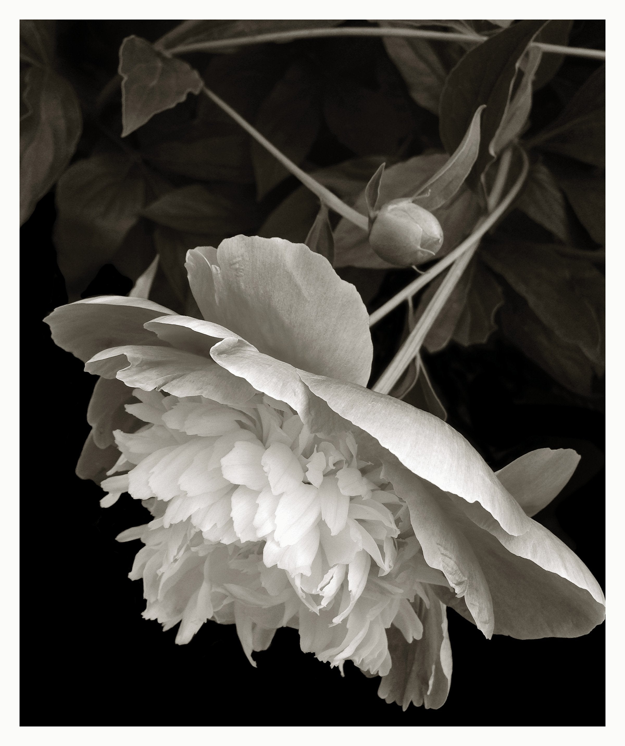Leslie – PERMANENT PRESS EDITIONS