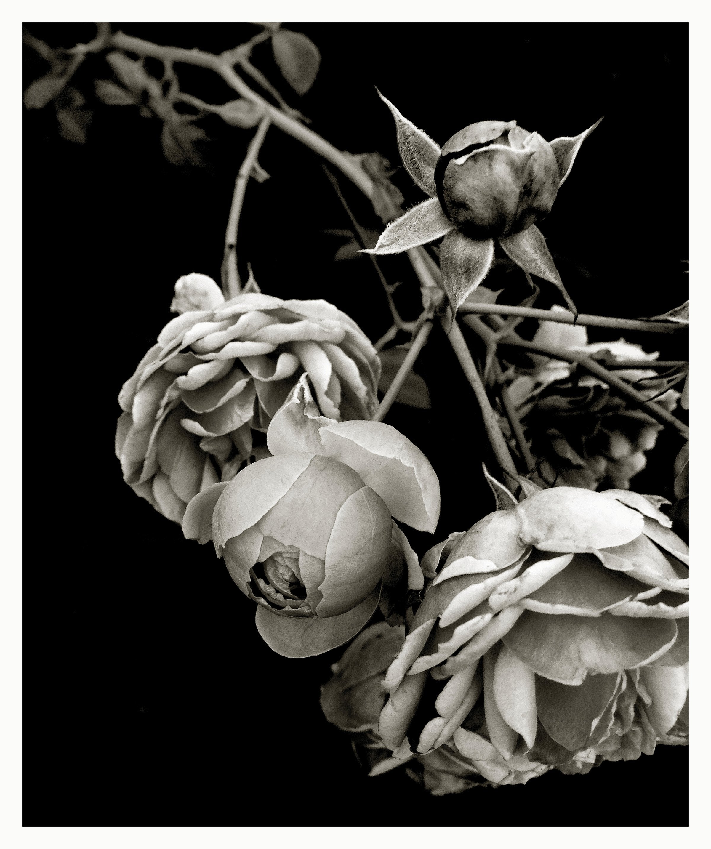 Elise – PERMANENT PRESS EDITIONS